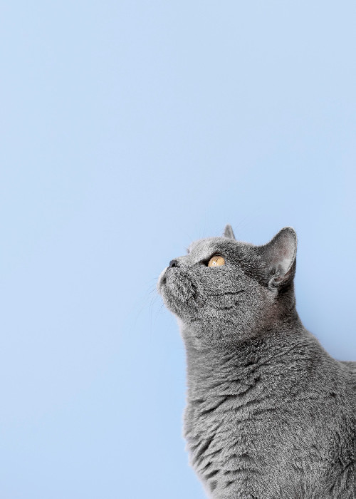 PetPoint